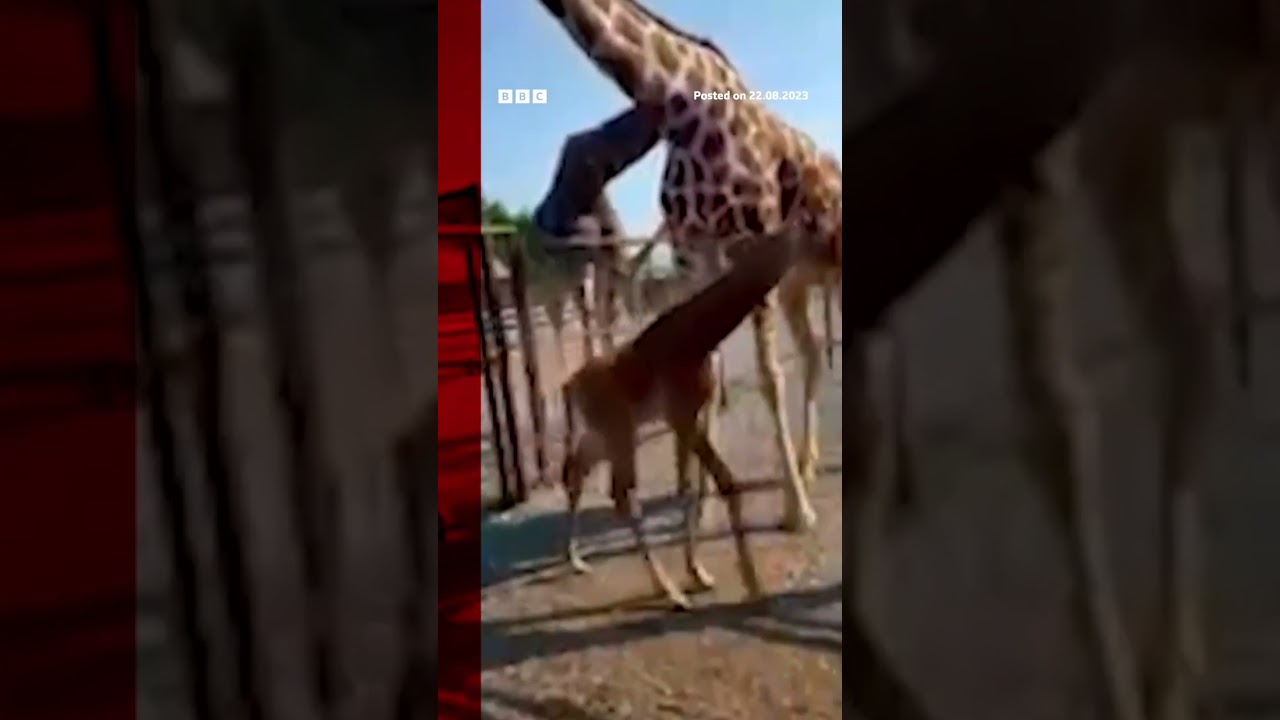 A rare baby giraffe which has no spots has been born in Tennessee. #US ...
