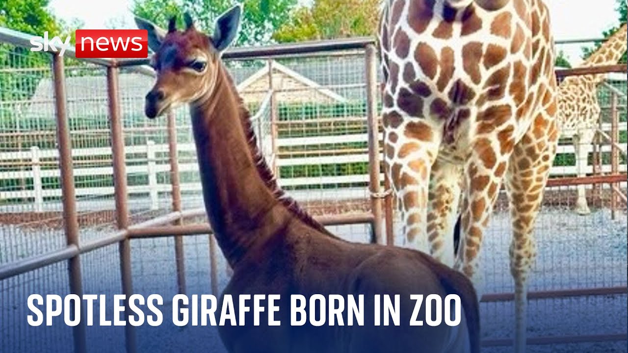 Tennessee: Rare spotless giraffe born at Brights zoo - The Global Herald