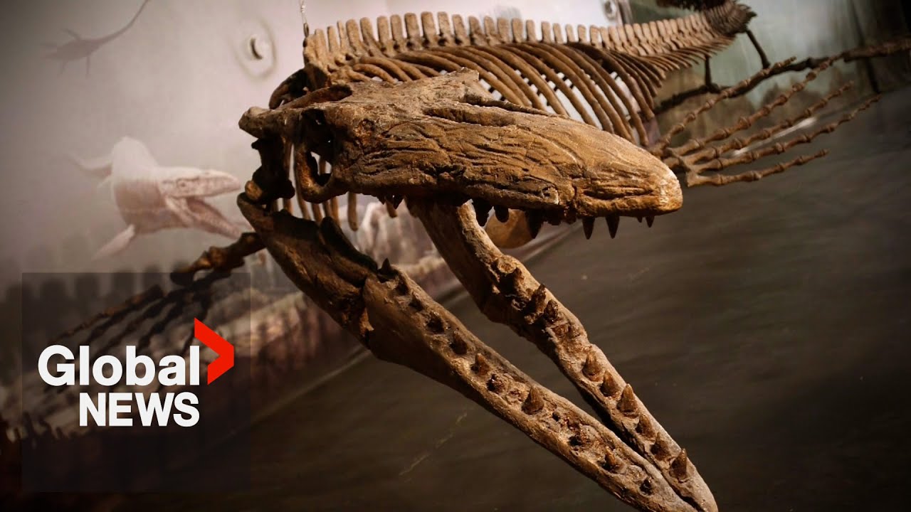 Massive “T-Rex of the deep” fossil discovered in southern Manitoba ...