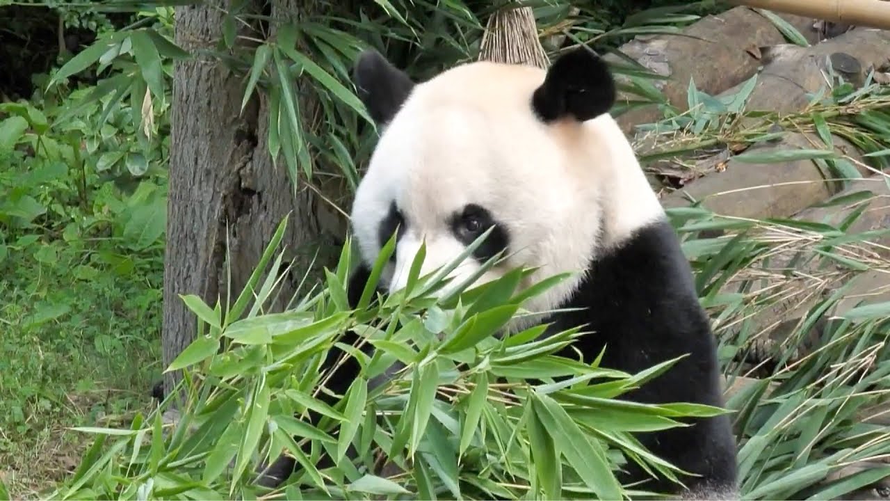 Two pandas celebrate their birthday at Guizhou park - The Global Herald
