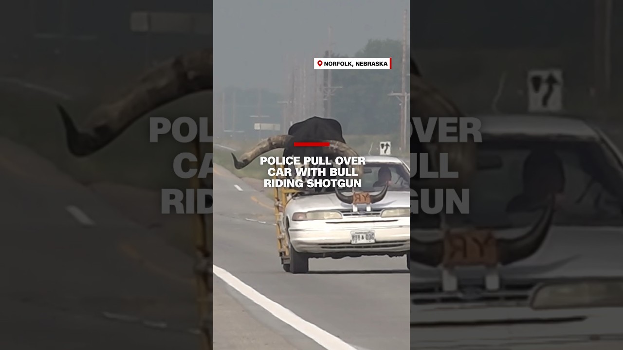 Police pull over car with bull riding shotgun - The Global Herald