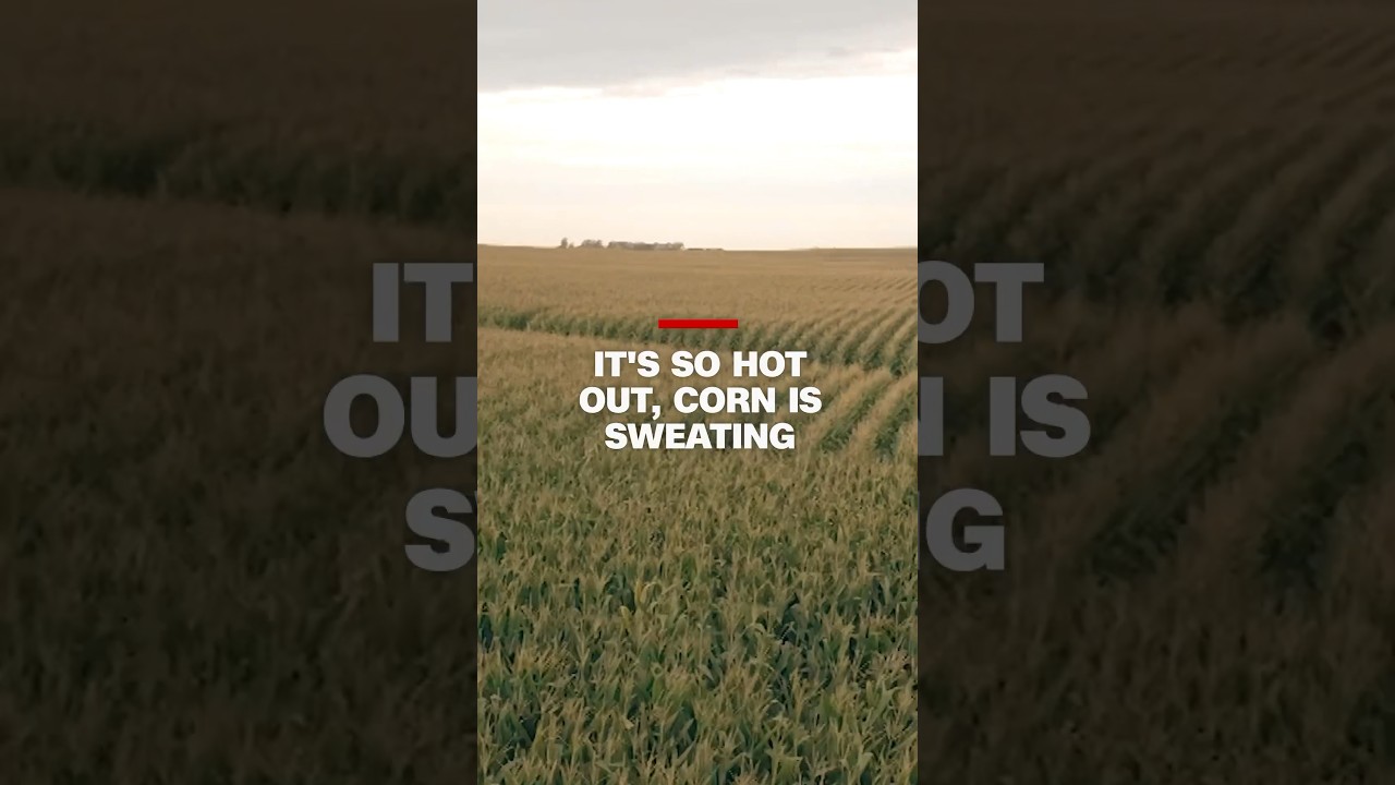 It’s so hot out, corn is sweating - The Global Herald