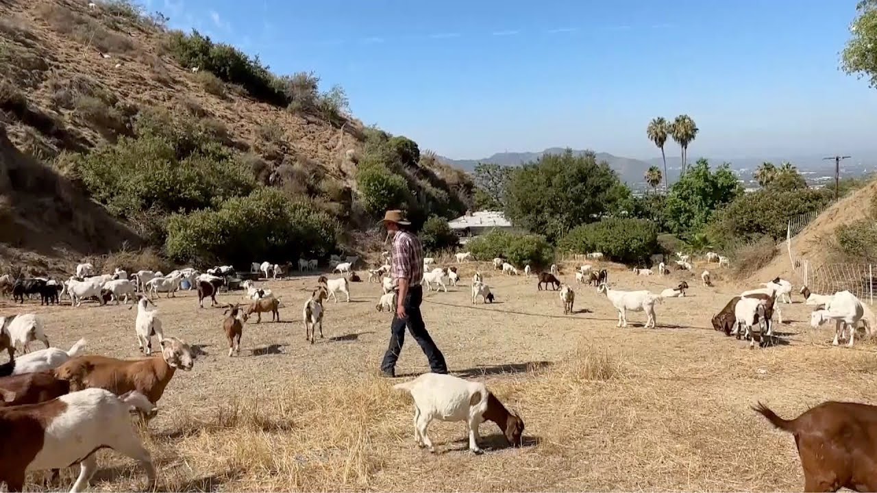 More than 300 goats prevent fires in California - The Global Herald