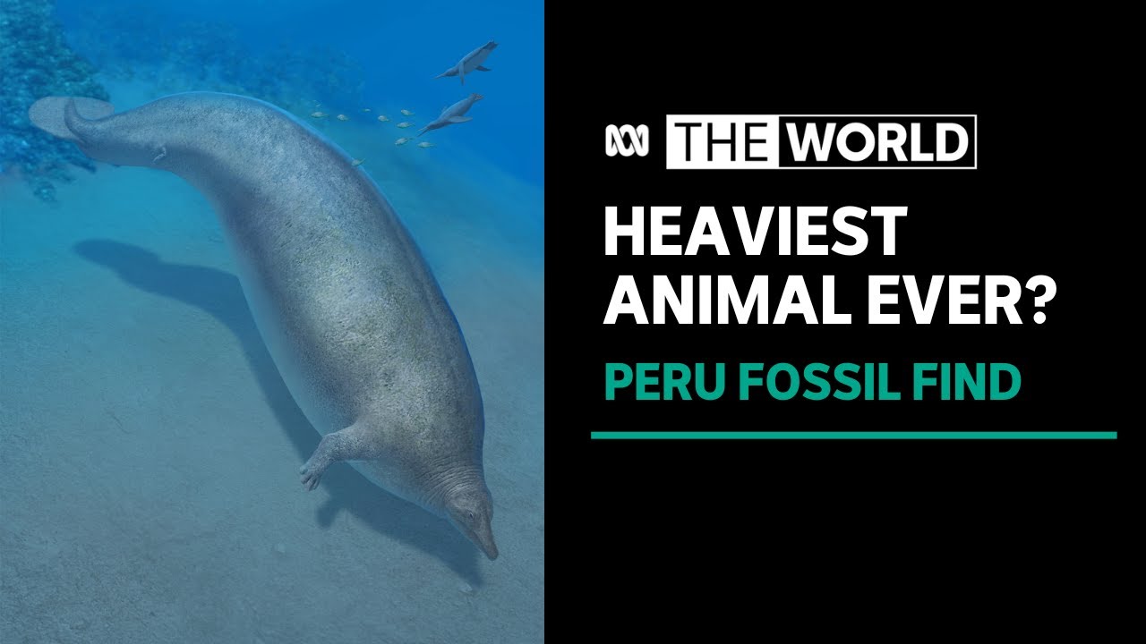 Ancient whale from Peru may be most massive animal ever on Earth | The ...