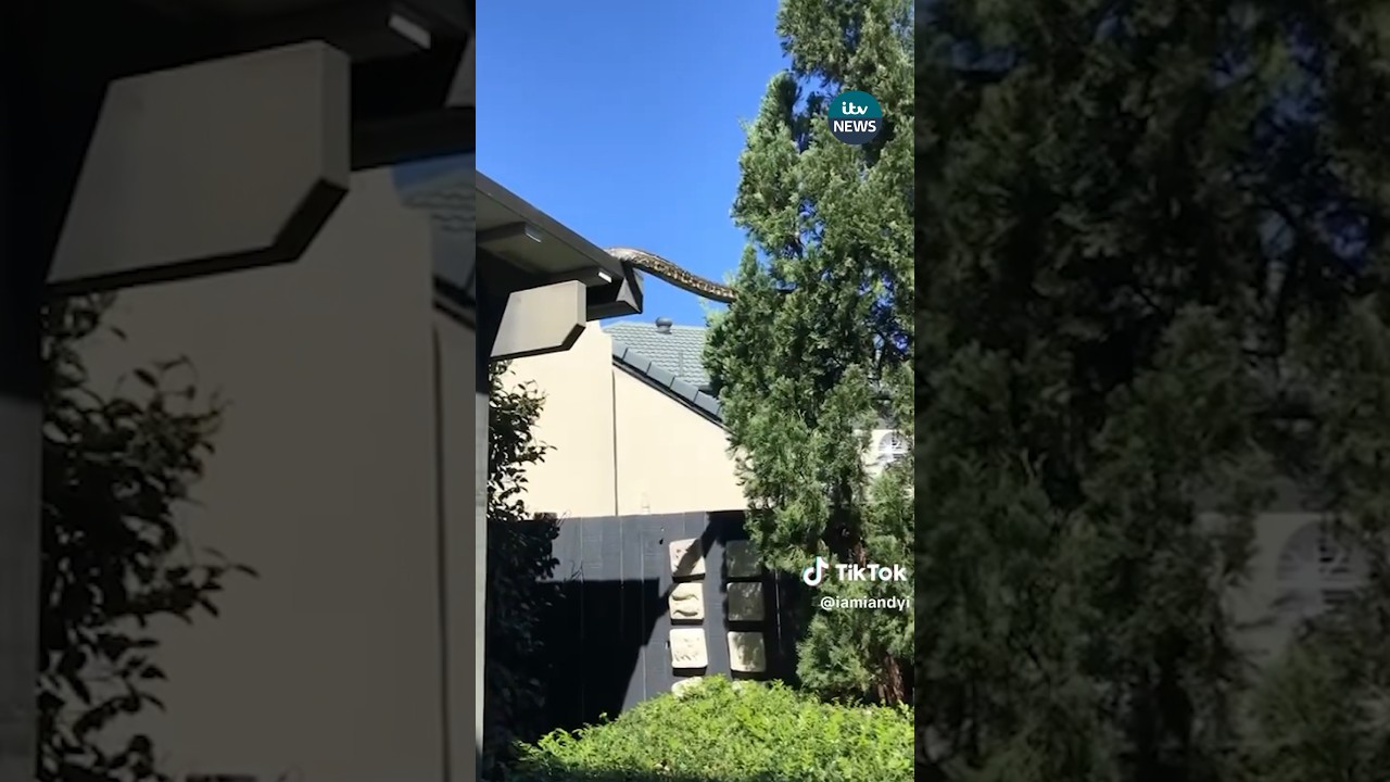 Five-metre long snake spotted slithering across rooftops #itvnews #news ...