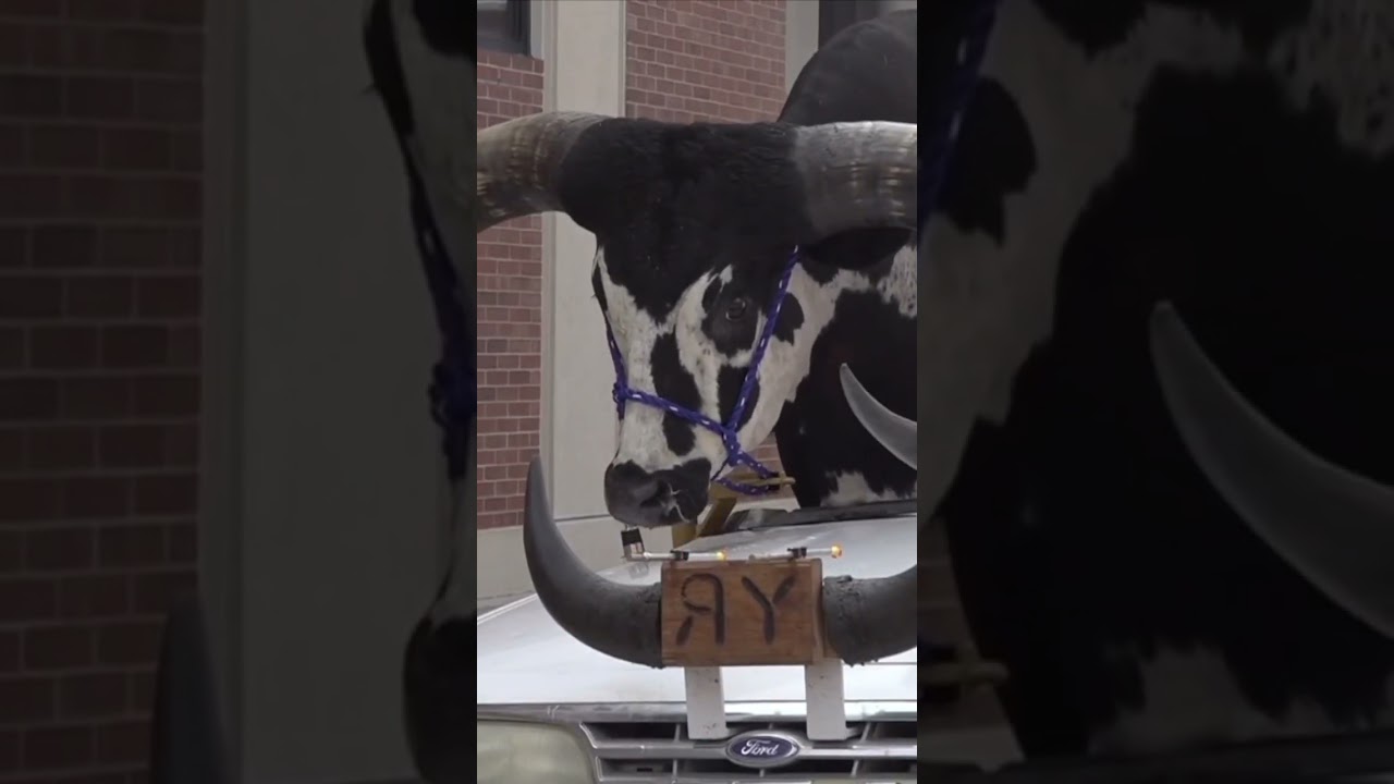 Nebraska police pulled over a car with a giant bull named Howdy Doody ...