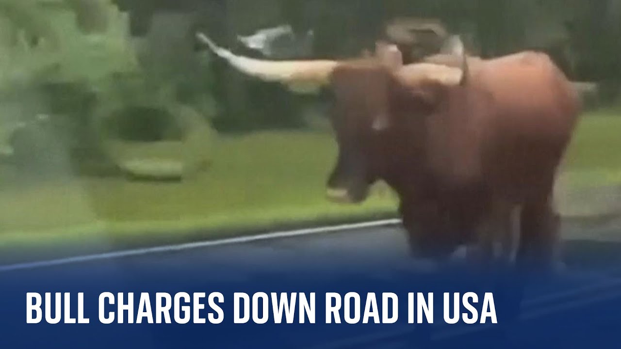 US: Escaped bull charges along road surprising drivers in North ...