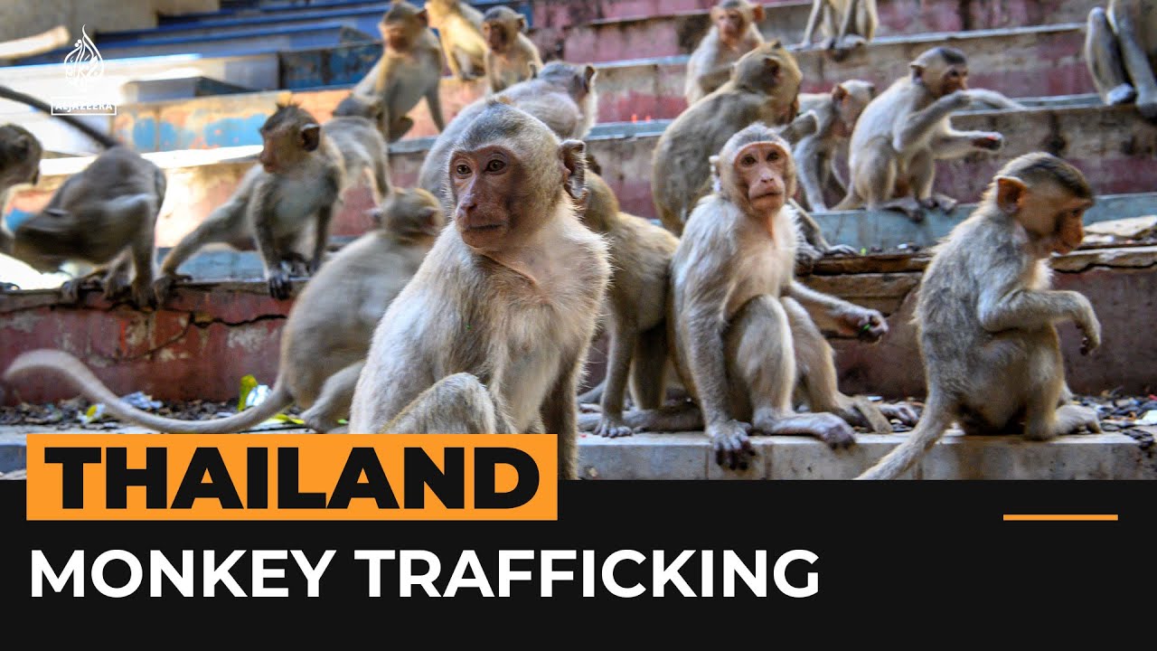 Why are monkeys disappearing in Thailand? | Al Jazeera Newsfeed - The ...