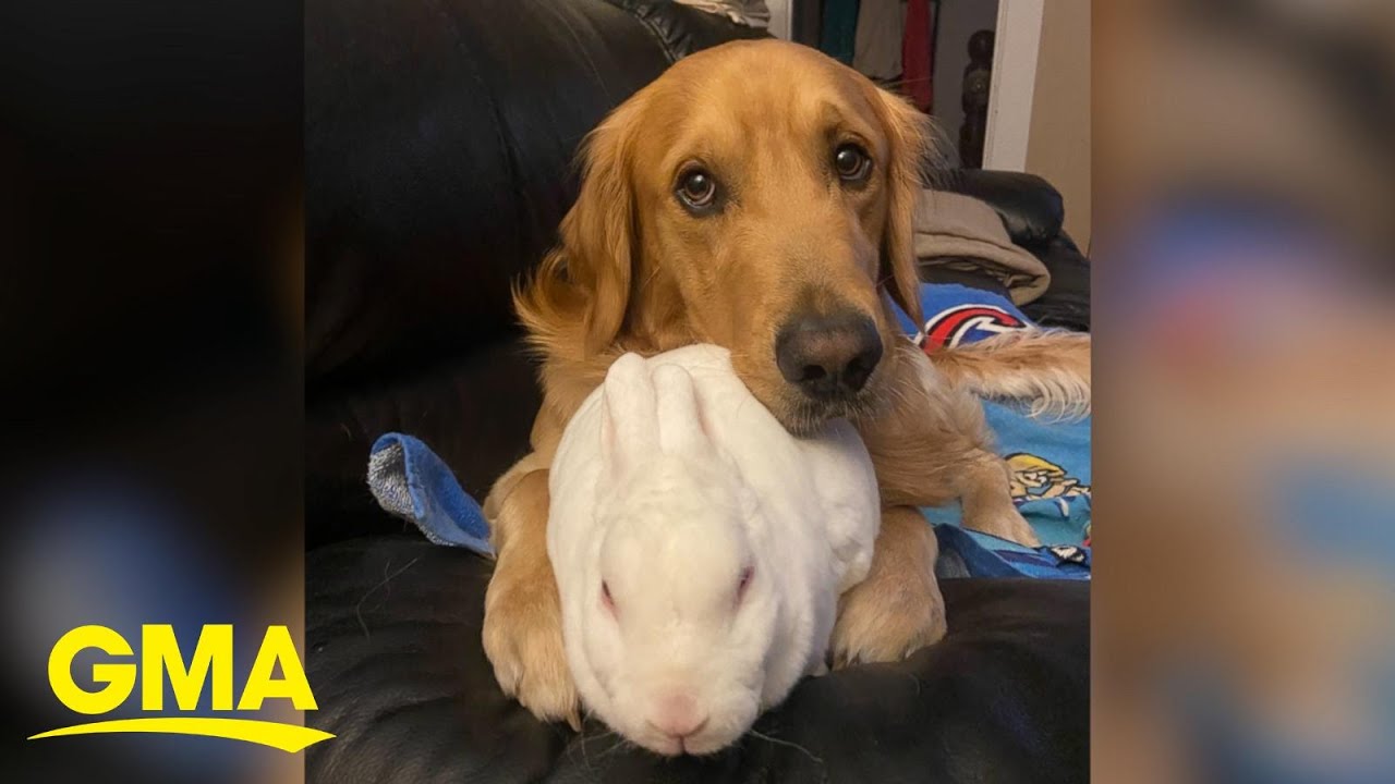 This unlikely duo seems to be the perfect pair - The Global Herald