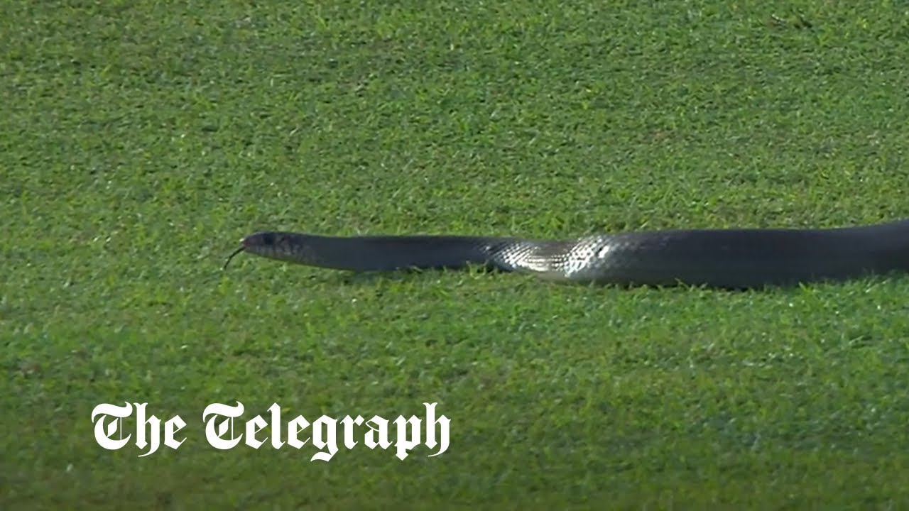 Snake slithers onto pitch during Sri Lankan cricket match - The Global ...