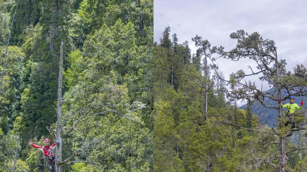 Full-length photos of Asia's tallest known tree - The Global Herald