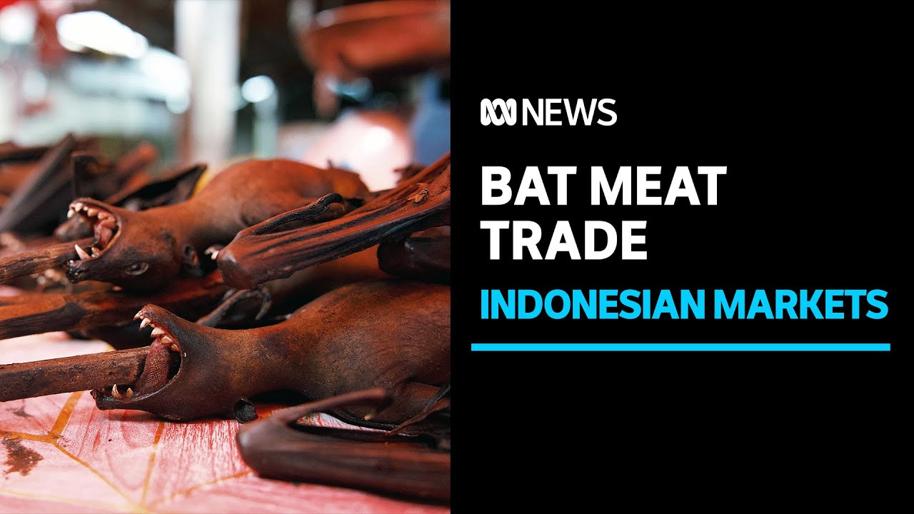 Graphic image warning: Why the Indonesian bat meat trade has a disease ...