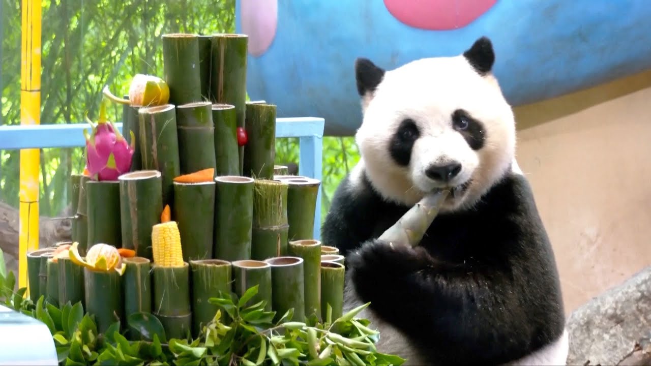 World's only panda triplets celebrate 9th birthday in Guangzhou - The ...