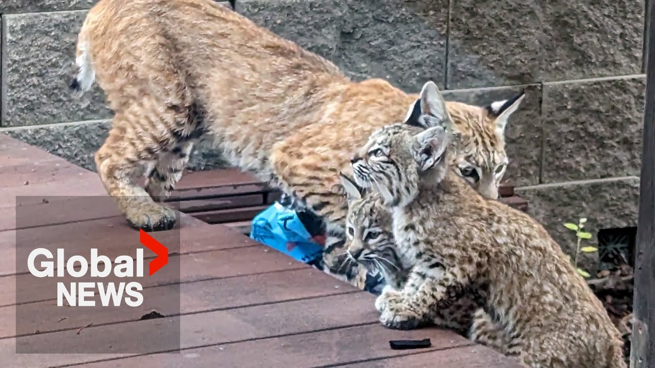 "It latched on": Calgary woman injured after surprise bobcat attack ...