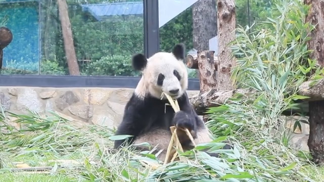 Giant panda Ya Ya celebrates 23rd birthday at Beijing Zoo - The Global ...