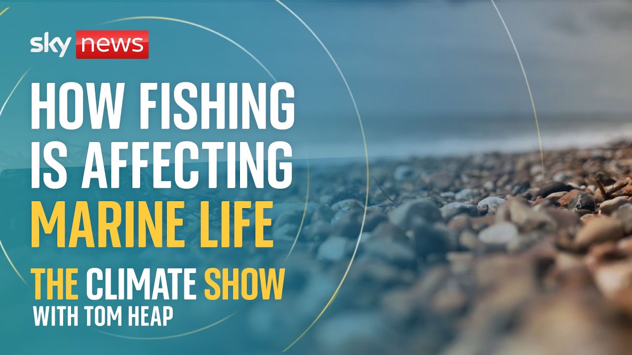The fishy protections that cover our seas | The Climate Show with Tom ...