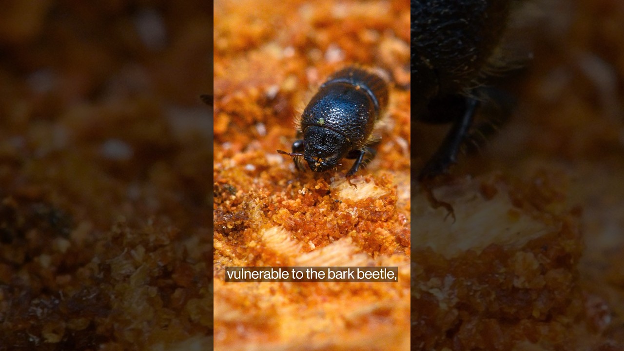 Tiny Bark Beetles Are Ravaging Europe’s Forests - The Global Herald
