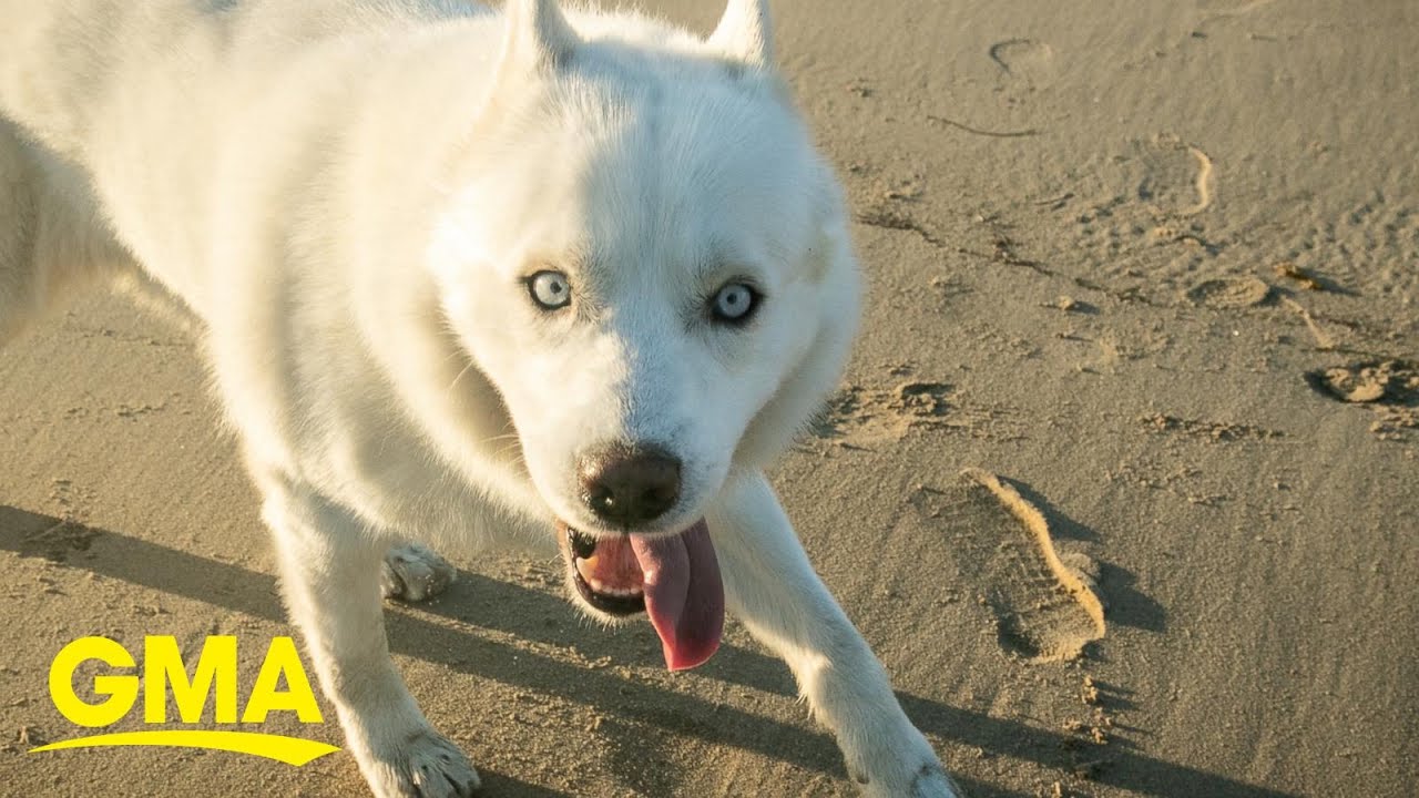 Neurodivergent husky walks with a prance and inspires people around the ...