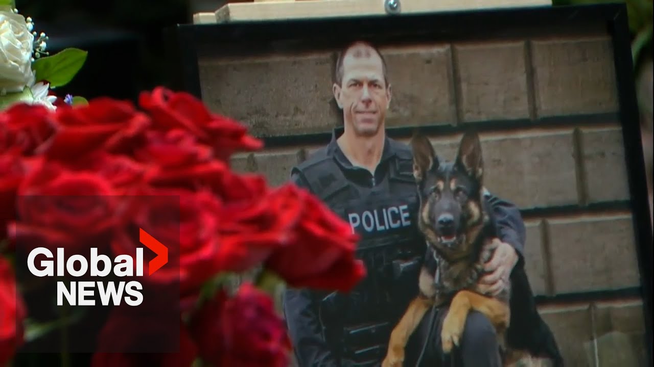 Toronto police honours fallen K9, Bingo: "Forever my hero" - The Global ...