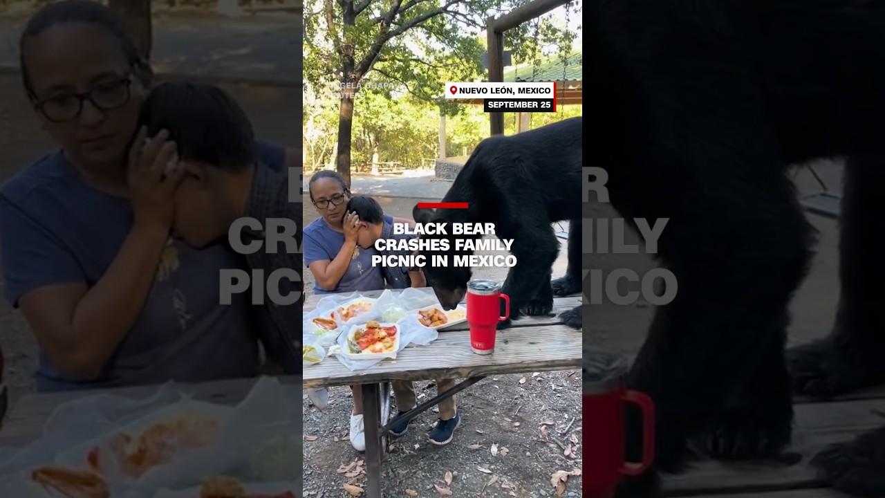 Black bear crashes family picnic in Mexico - The Global Herald