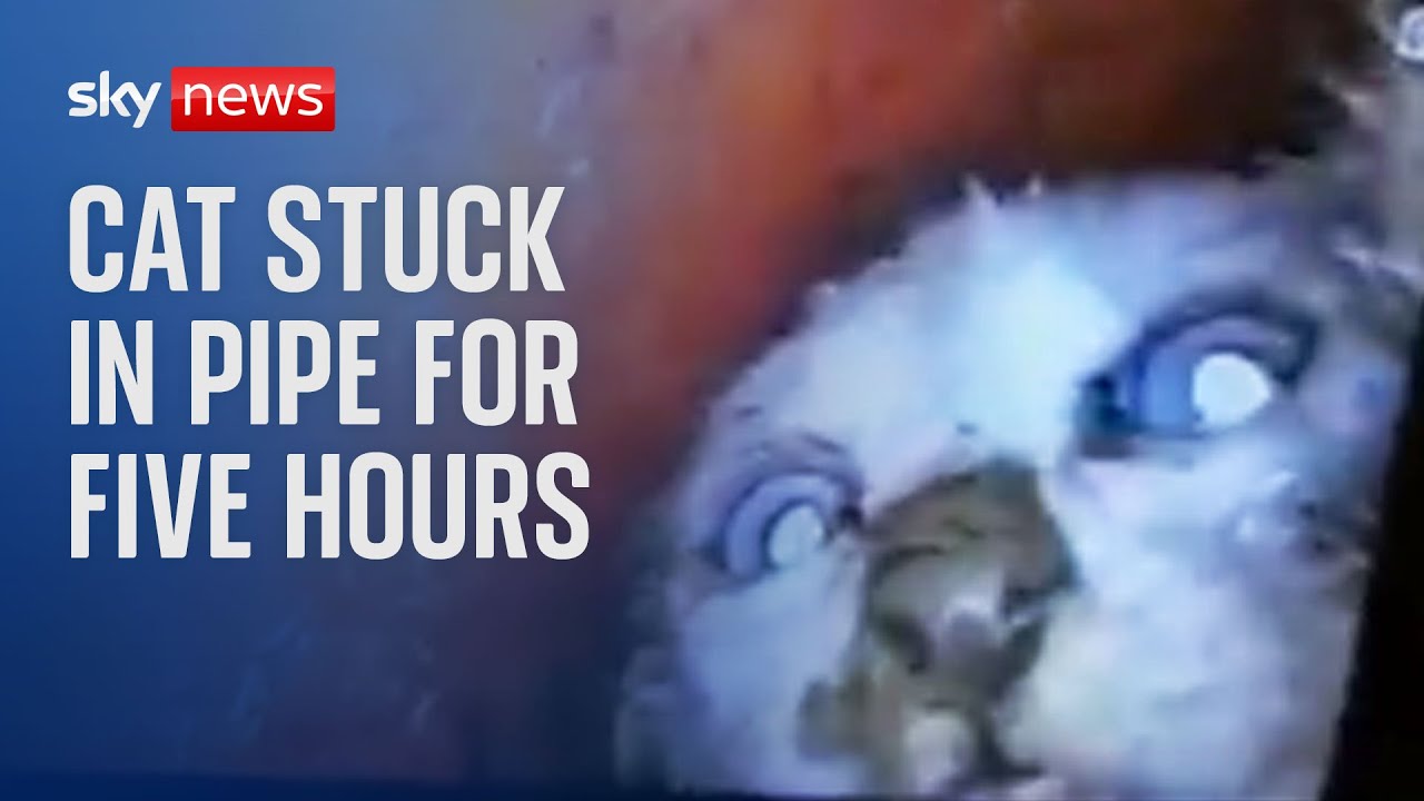 Dorset oil spill: Everything you need to know - The Global Herald