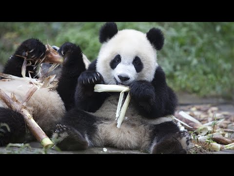 Live: Immerse in the sound of giant pandas eating - The Global Herald