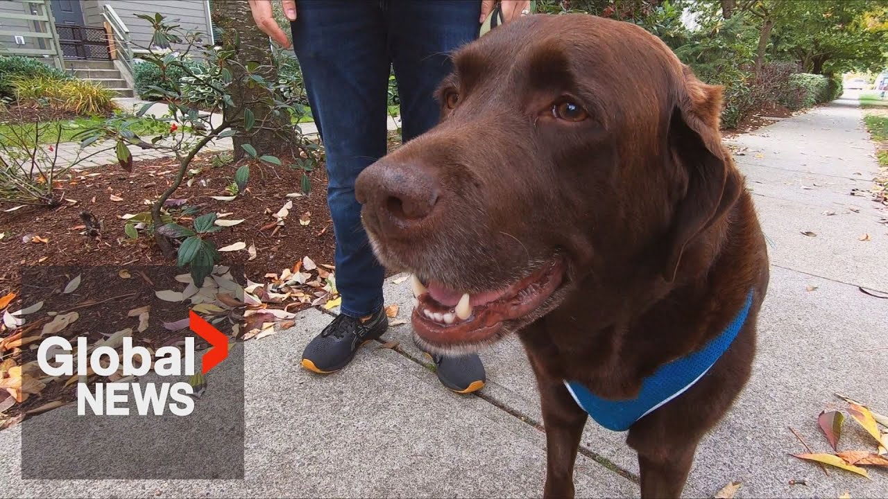 "He was on the brink of death": Beloved family dog survives fentanyl ...