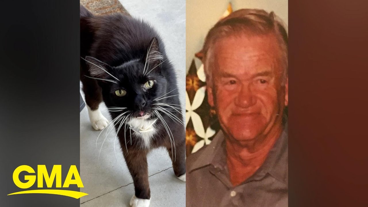 Cat named after woman’s father is finally found 10 years after going ...