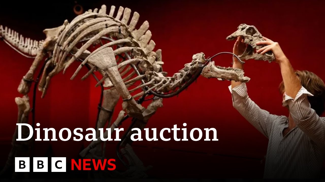 Rare dinosaur skeleton to be sold at auction - BBC News - The Global Herald