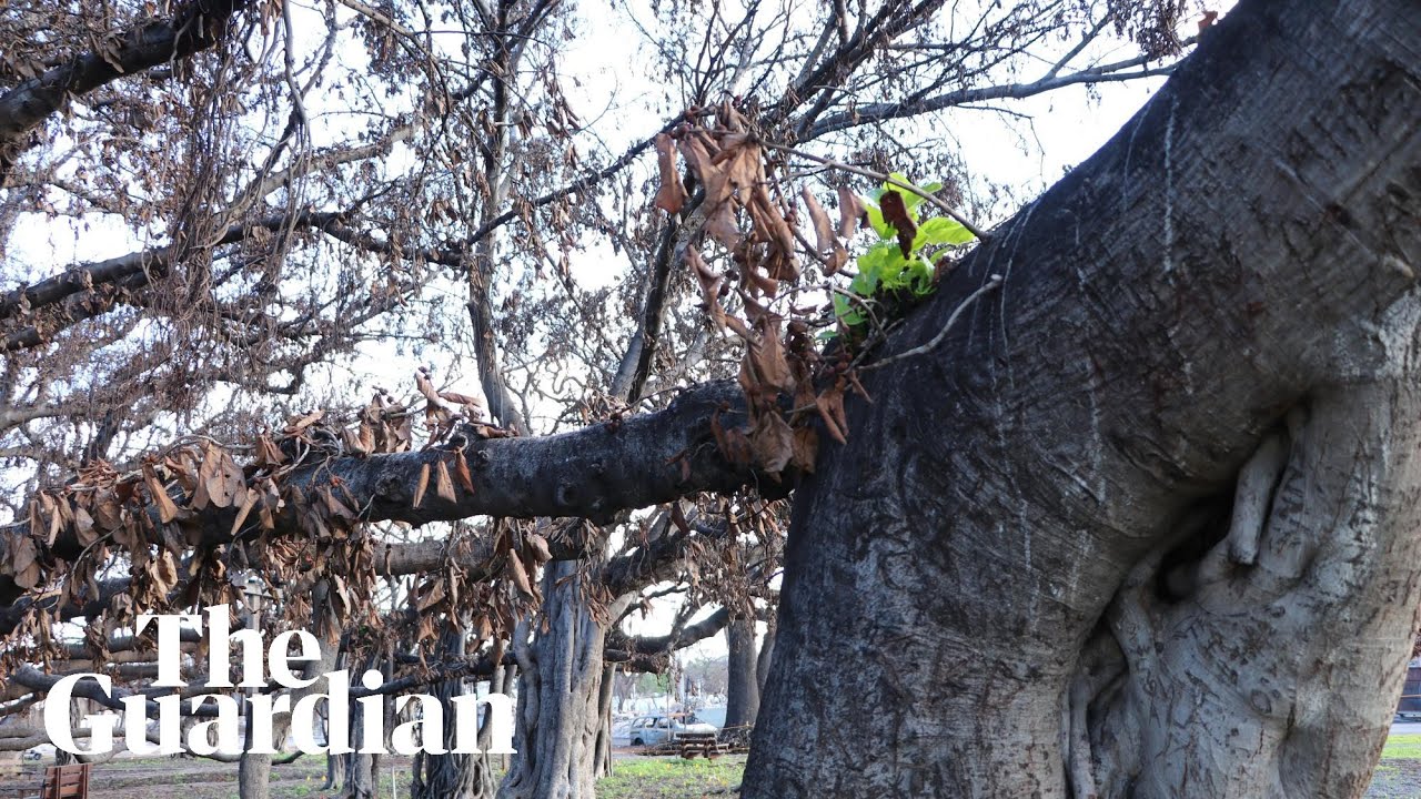 Lahaina's cherished banyan tree shows signs of life after deadly Hawaii ...