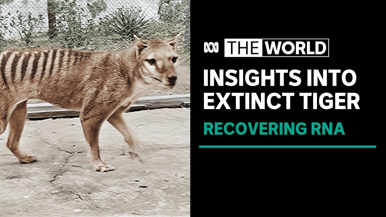 Recovering RNA from extinct Tasmanian tiger specimen | The World - The ...