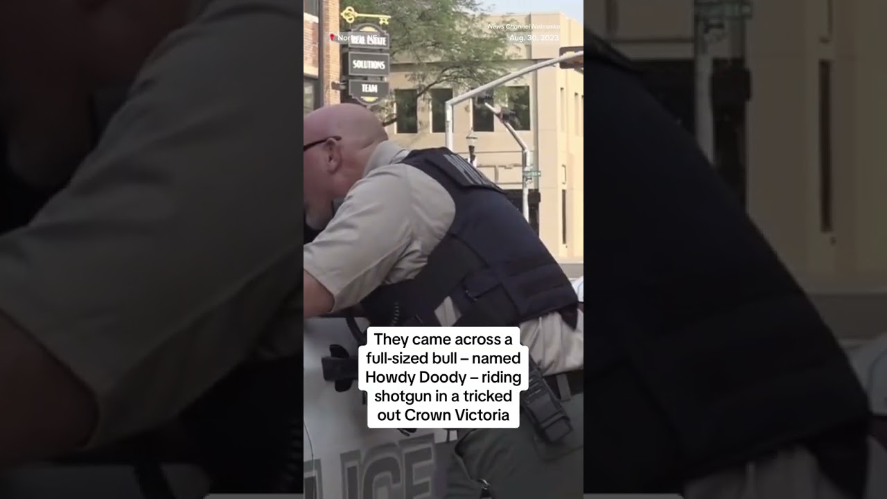 Giant bull rides shotgun in tricked out car - The Global Herald