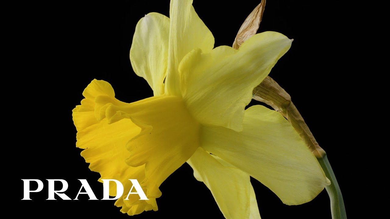 Prada FW23 Campaign feat. "Angel" by Massive Attack - The Global Herald