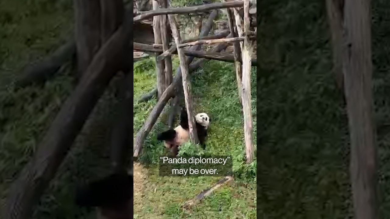 US Won’t Have Any Pandas for the First Time in 50 Years - The Global Herald