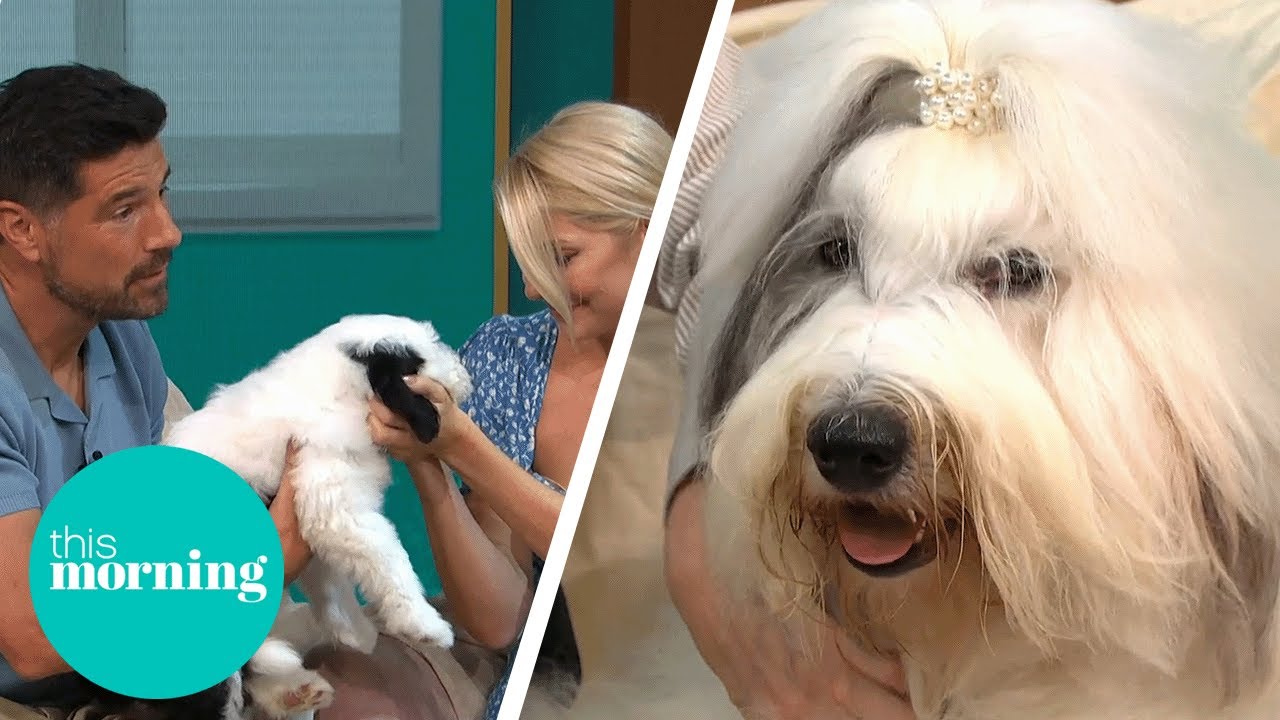 Meet The Real Life Dulux Dog And Her Puppies! | This Morning - The ...