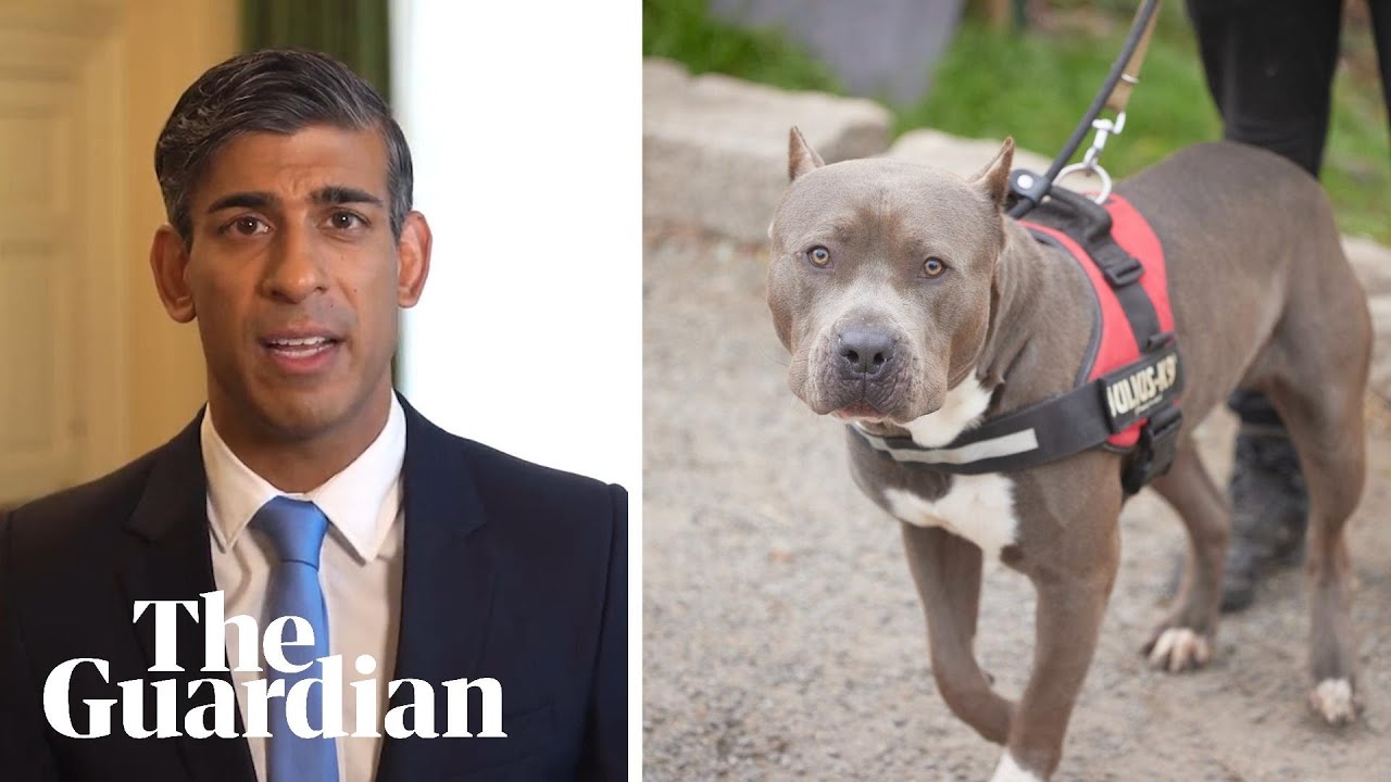 Rishi Sunak: 'Dangerous' American XL bully dog will be banned - The ...