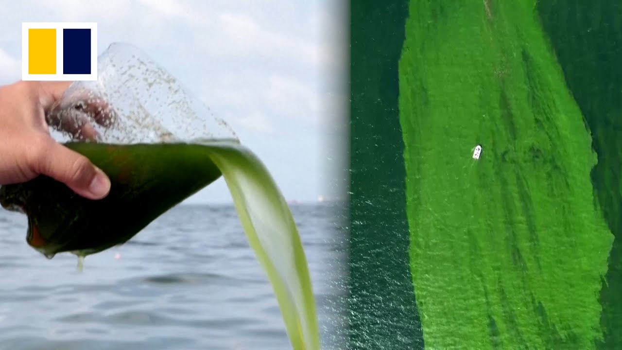 ‘They’re all dead’: Severe plankton bloom in Thailand killing marine ...