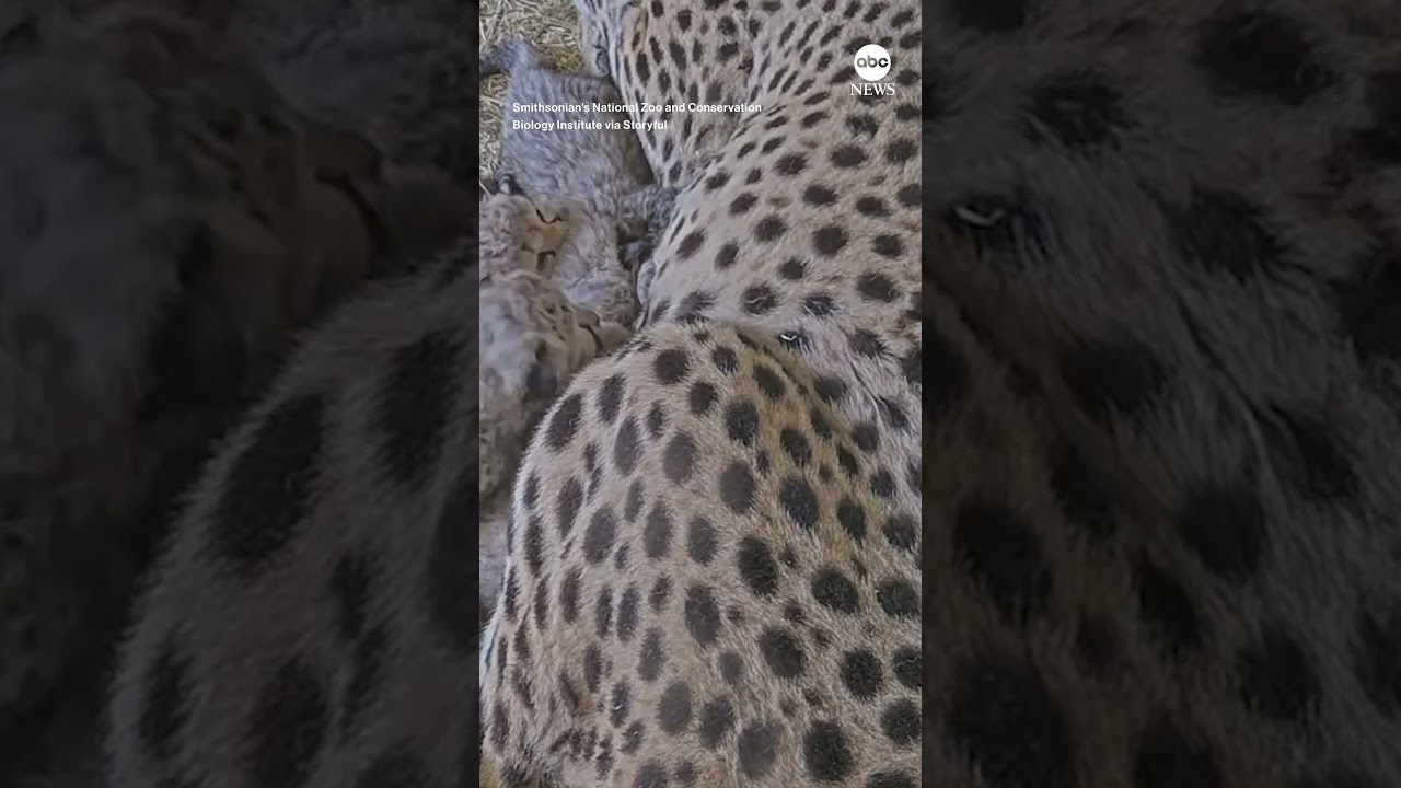 Cheetah cubs arrive at Smithsonian Zoo | ABC News - The Global Herald