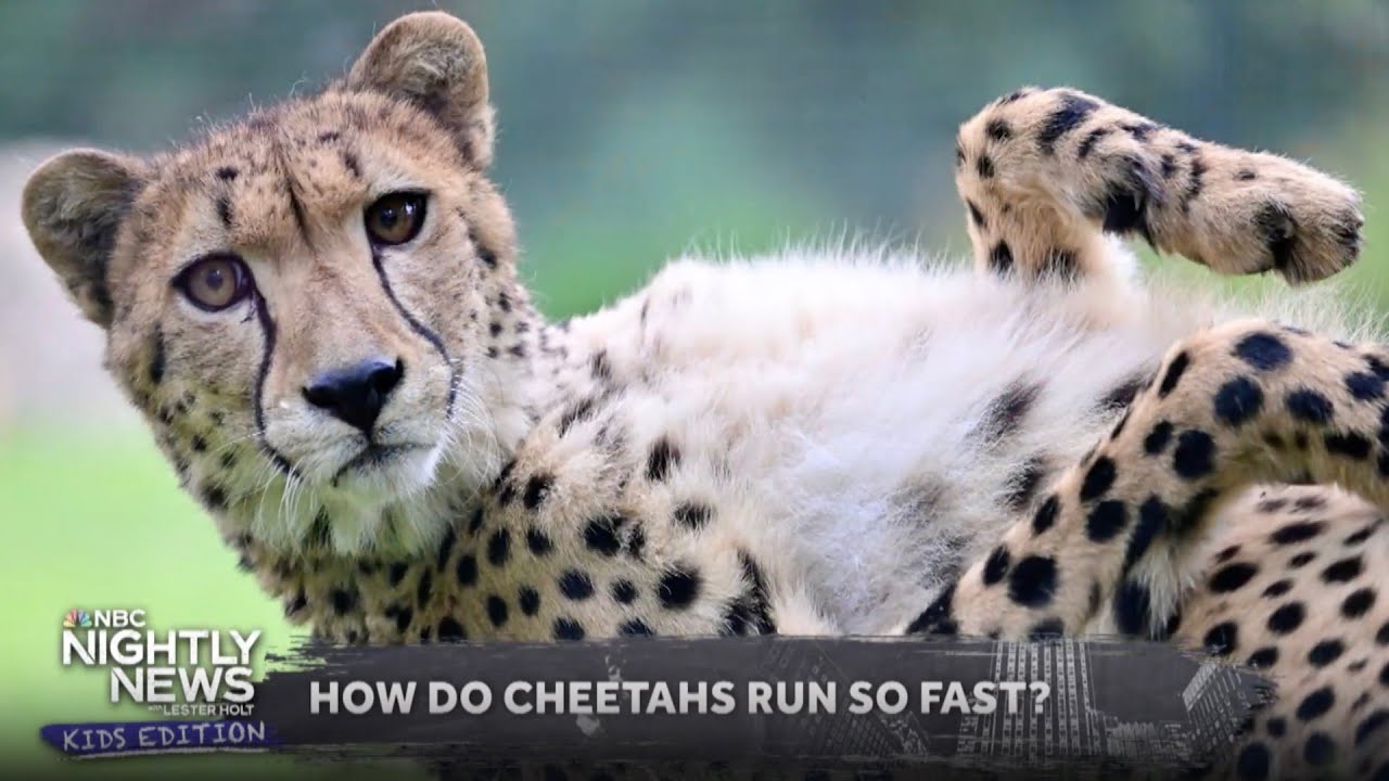 Why are cheetahs so fast? We share more about the fastest land animal ...