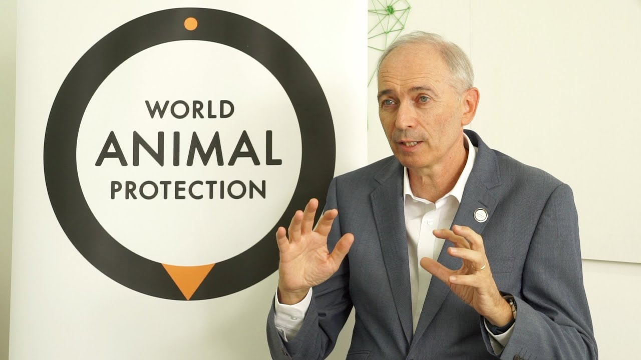 World Animal Protection CEO Steve McIvor on welfare farming - The ...