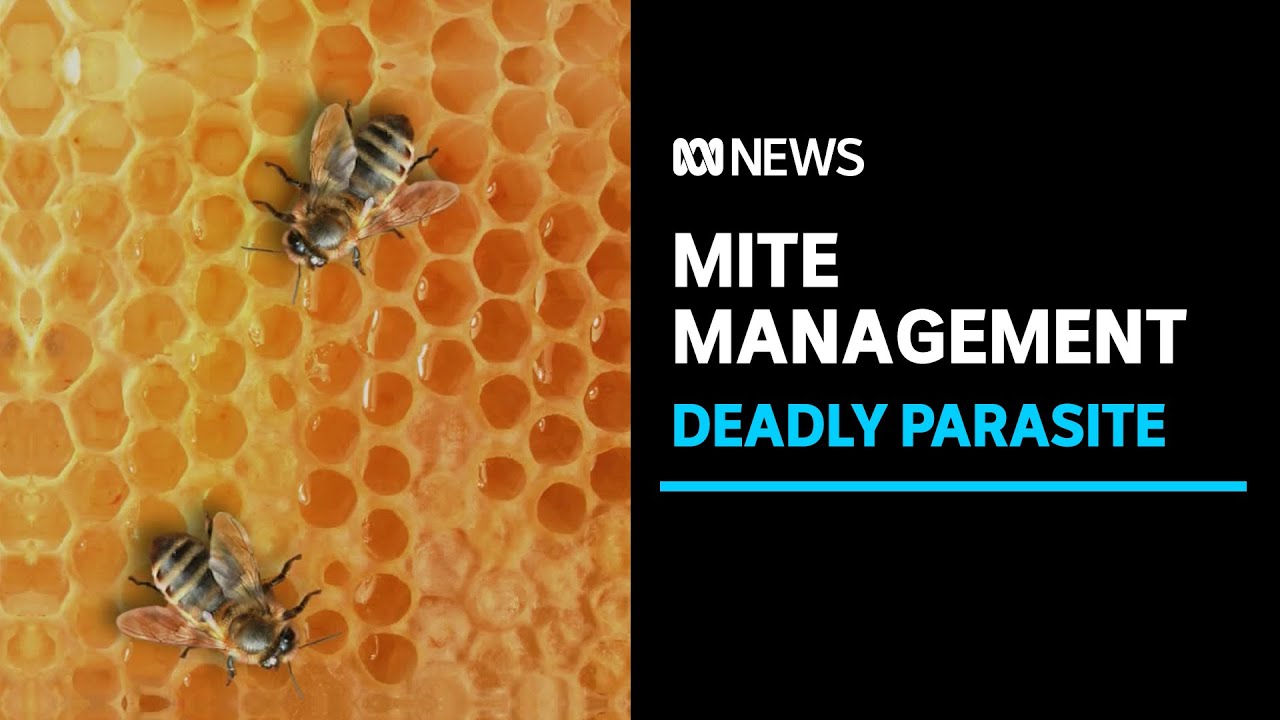 Australia abandons efforts to eradicate deadly parasite varroa mite | ABC News - The Global Herald