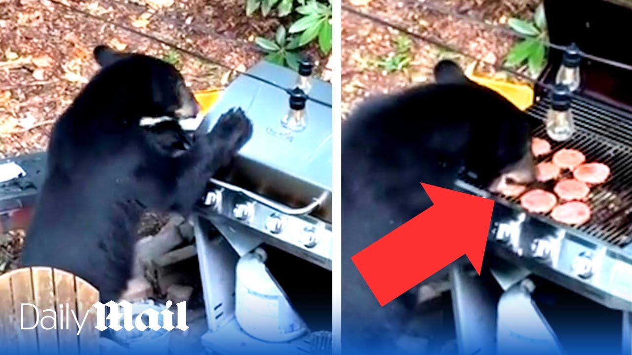 Unbelievable moment: Bear breaks into campsite then opens a BBQ and ...