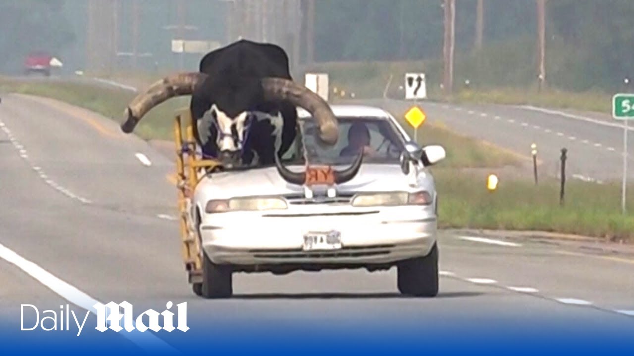 Police pull over vehicle with a giant bull riding in the front ...