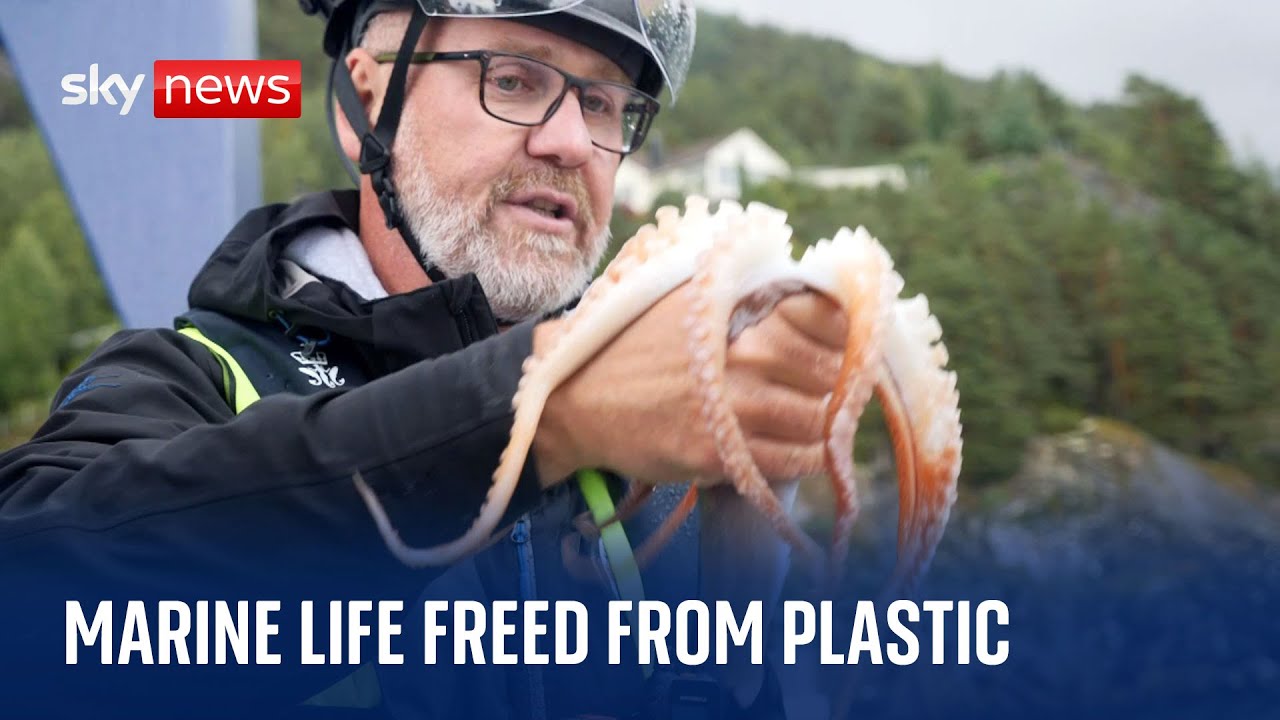 Marine life freed during plastic purge in Norwegian fjord - The Global ...
