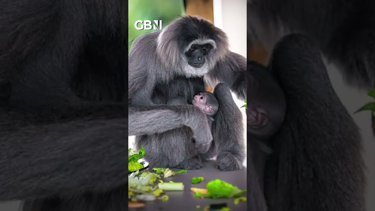 Extremely RARE silvery gibbon born at Isle of Man wildlife park # ...