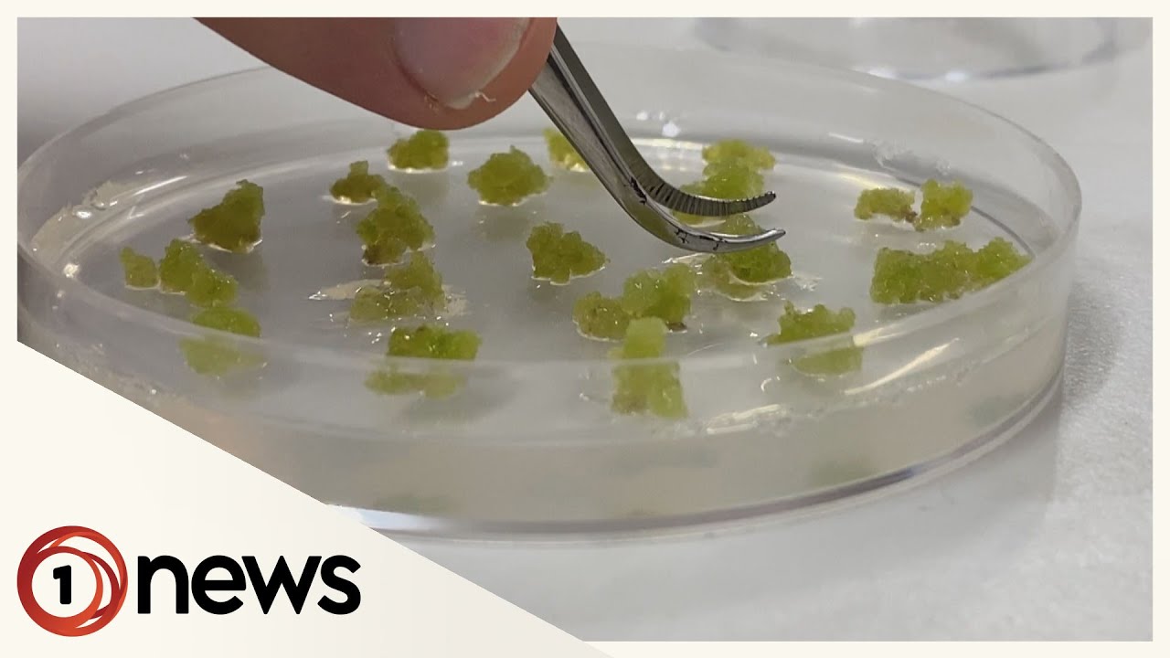 Researchers looking at how to produce lab-grown fruit - The Global Herald