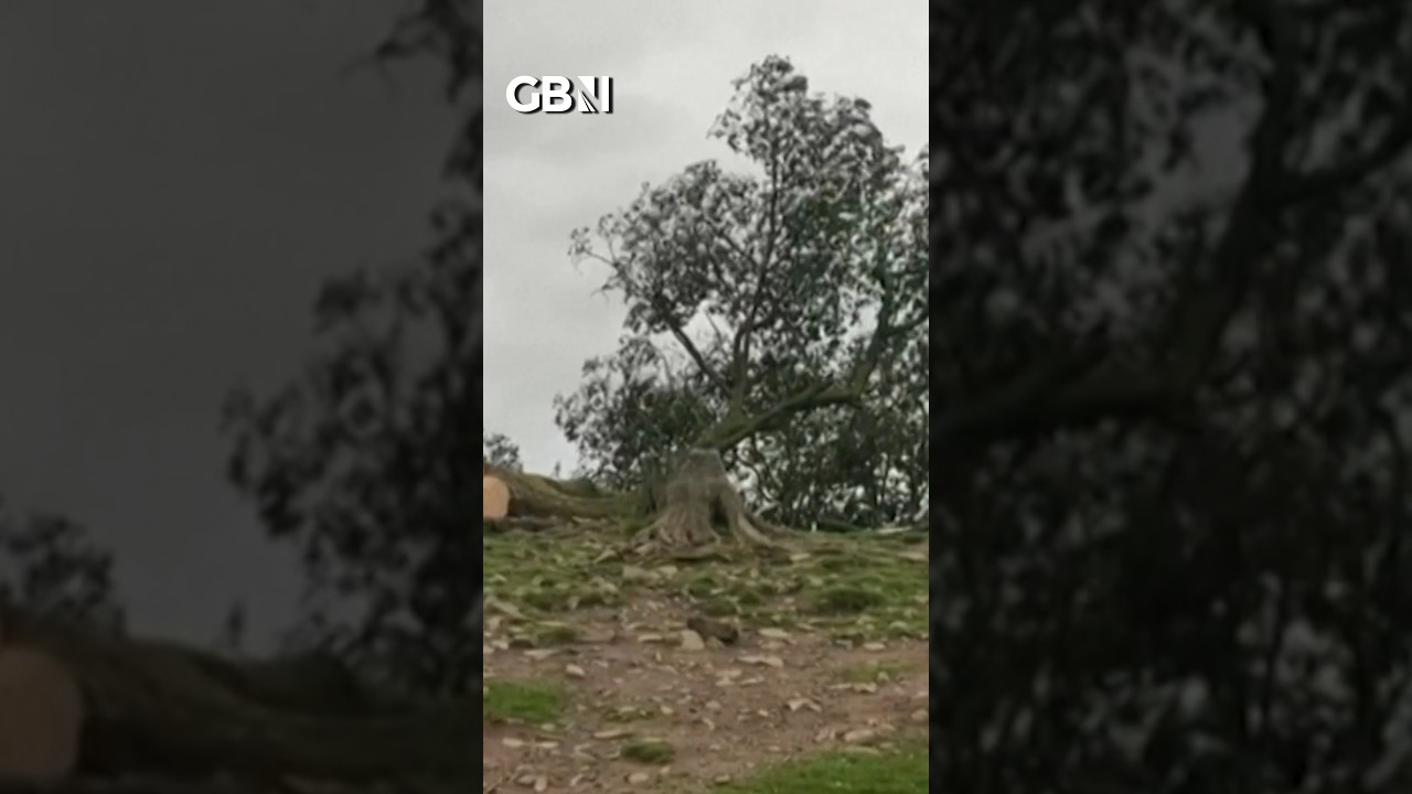 Breaking News:The 16-year old boy accused for cutting down famous ...