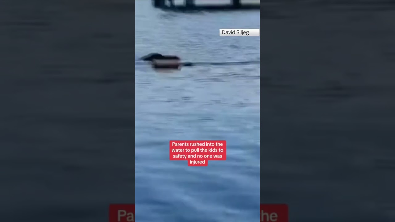Texas: Massive alligator captured swimming towards group of children ...