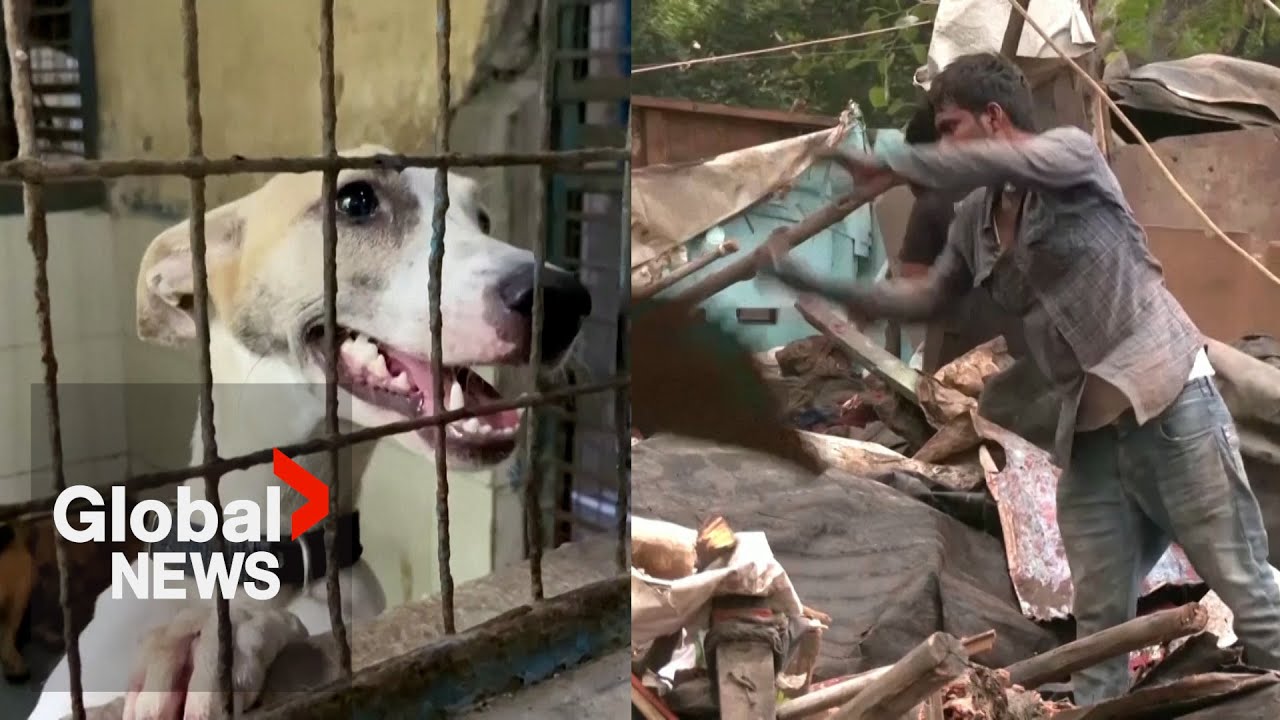 Authorities in India move to clear slums, stray dogs ahead of G20 ...