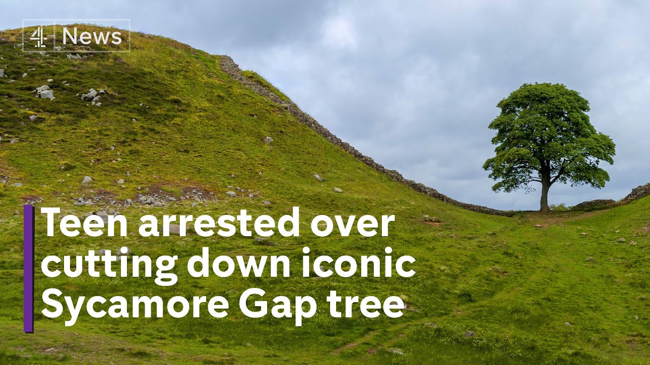 UK’s iconic Sycamore Gap tree cut down by ‘vandals’ - The Global Herald